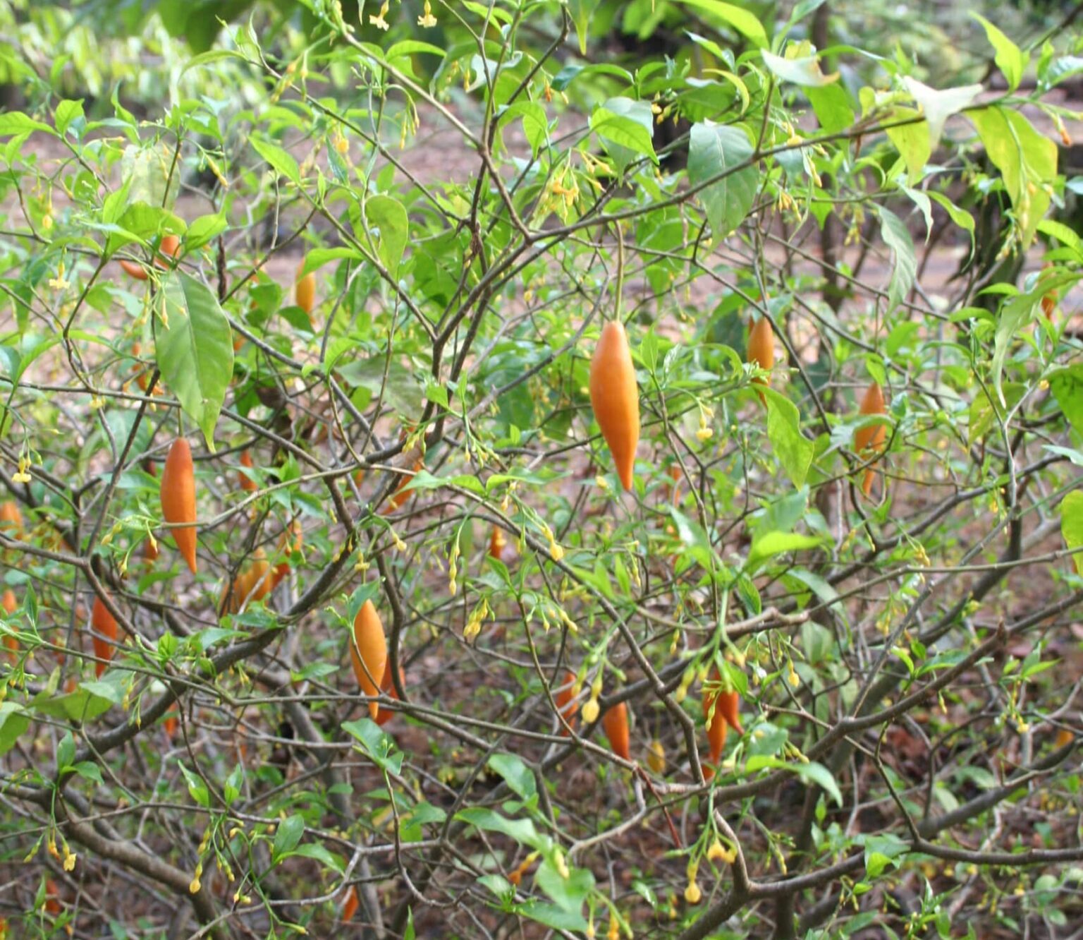 What is Ibogaine | Psychedelic Ibogaine | Experience Ibogaine